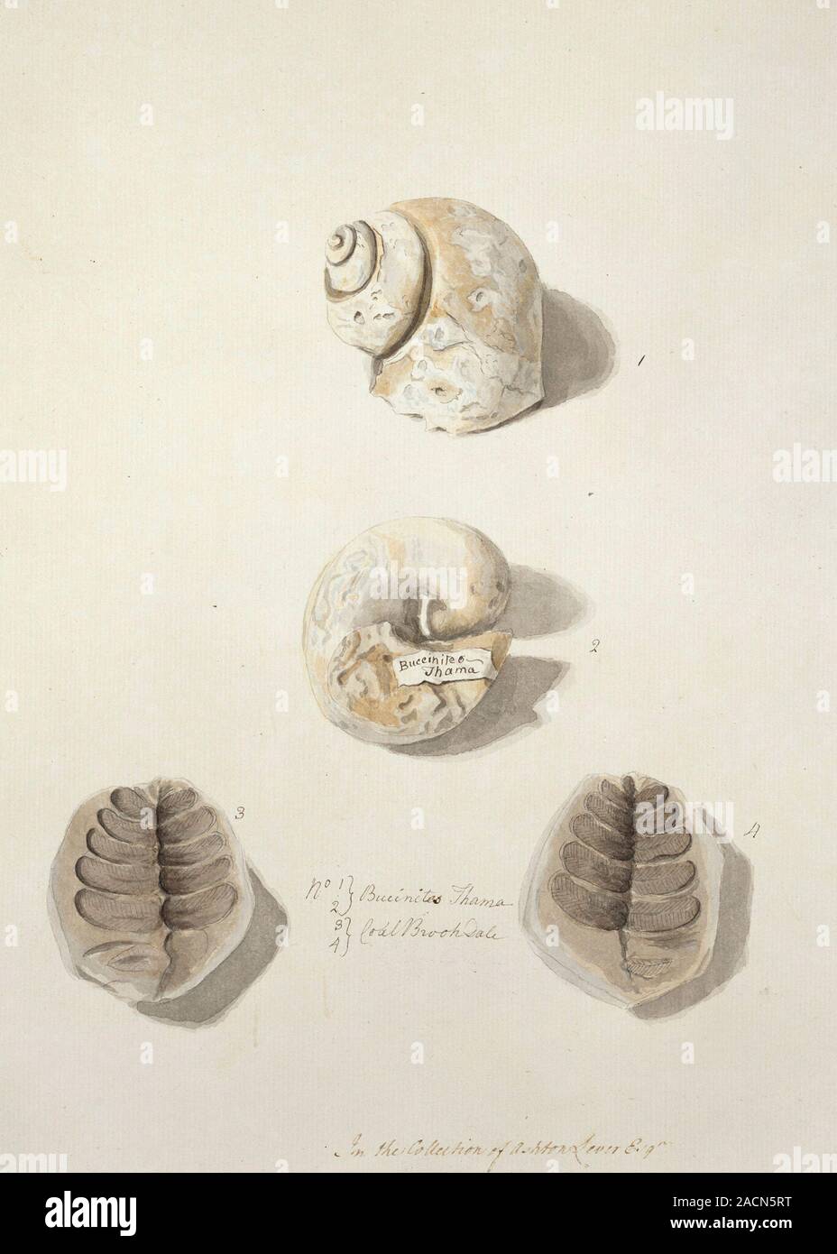 Snail and leaf fossils. Watercolour by Sarah Stone (1760-1844) of ...