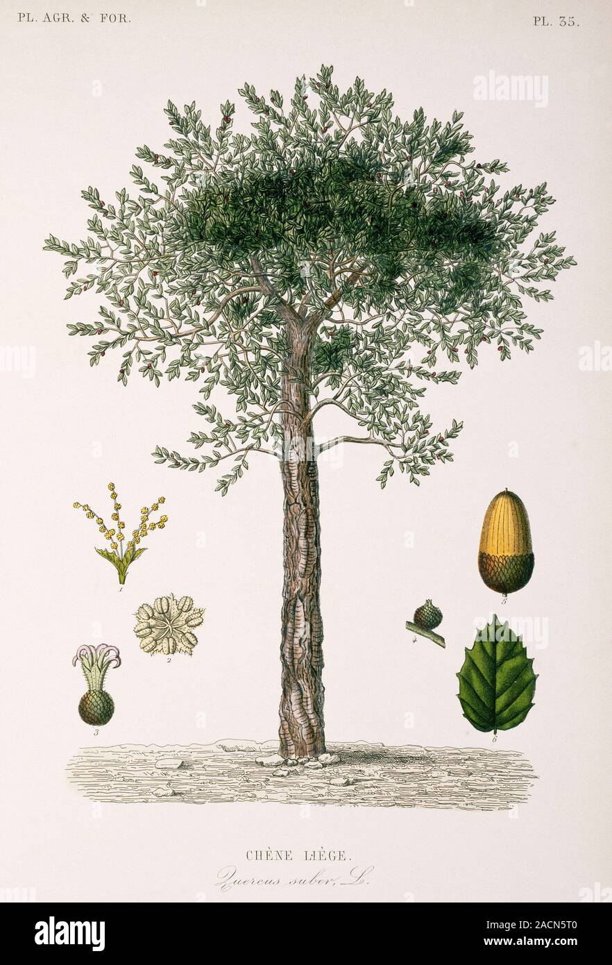 Cork oak tree (Quercus suber), 19th-century artwork. This is Plate 35 ...