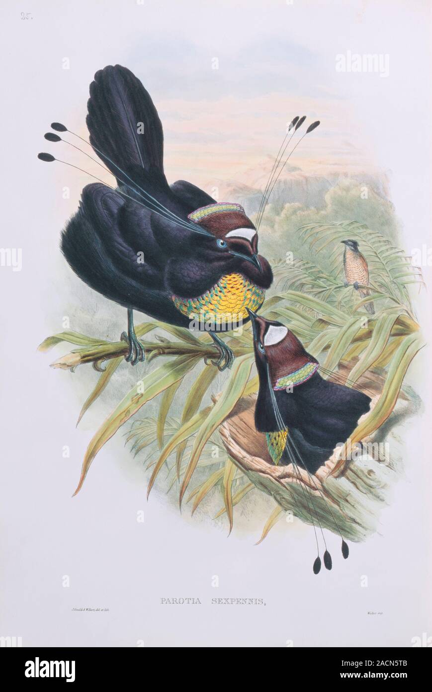 Lawe's parotia (Parotia lawesii). Illustration from John Gould's 'The ...
