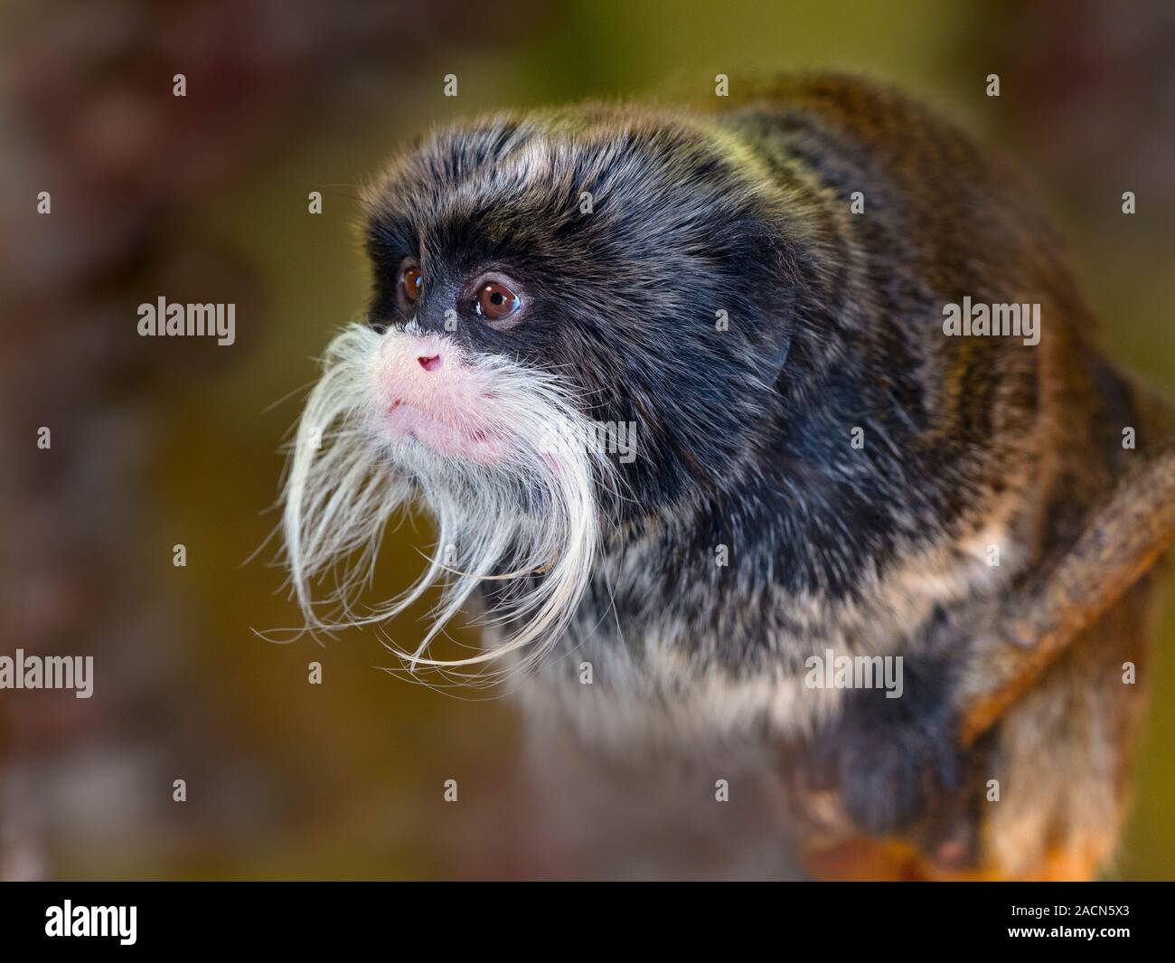 Emperor tamarin Saguinus imperator Stock Photo - Alamy