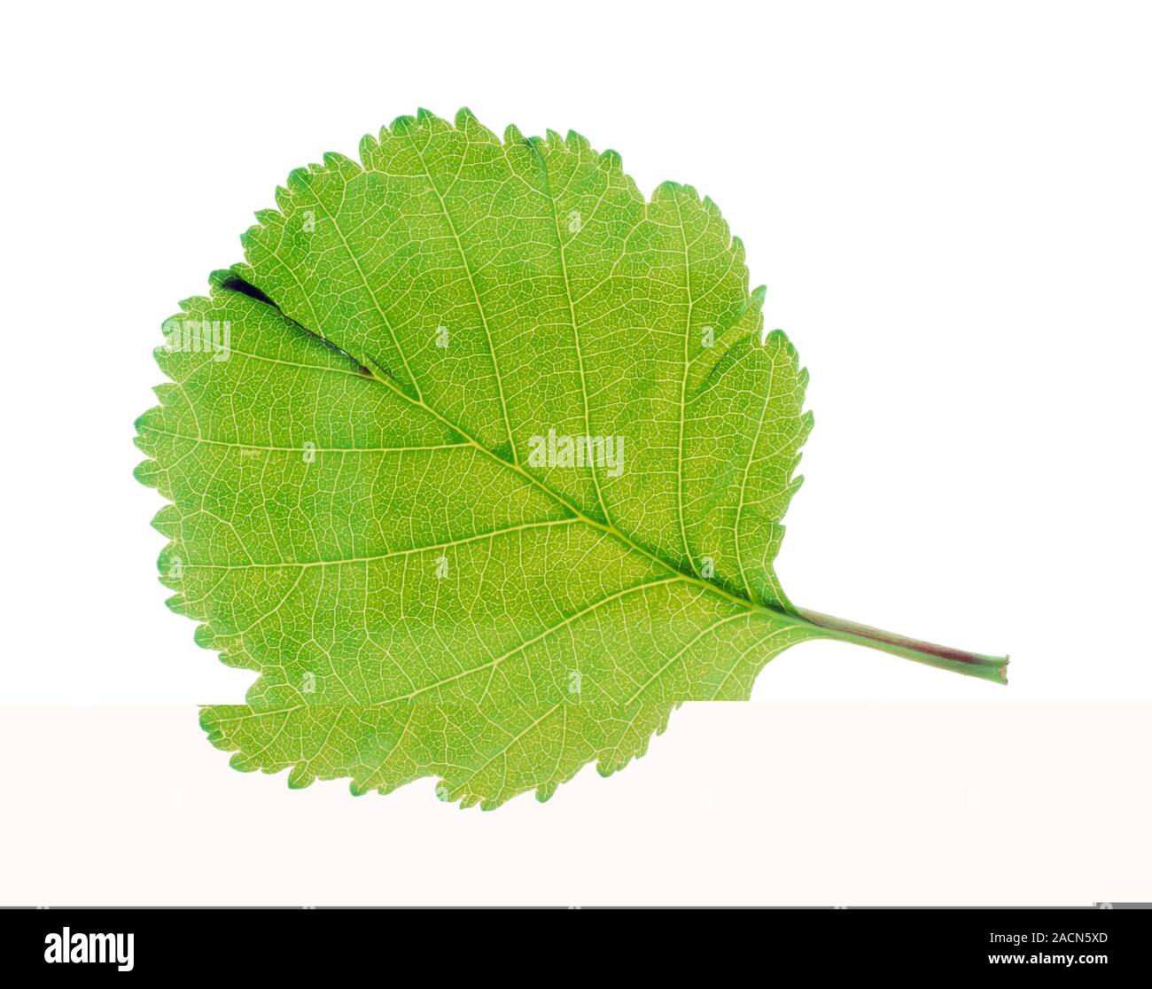 Alder (Alnus glutinosa) leaf on a white background Stock Photo - Alamy