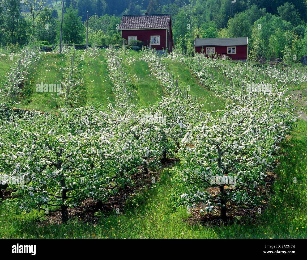 Apple (Malus sp.) orchard in spring Stock Photo - Alamy