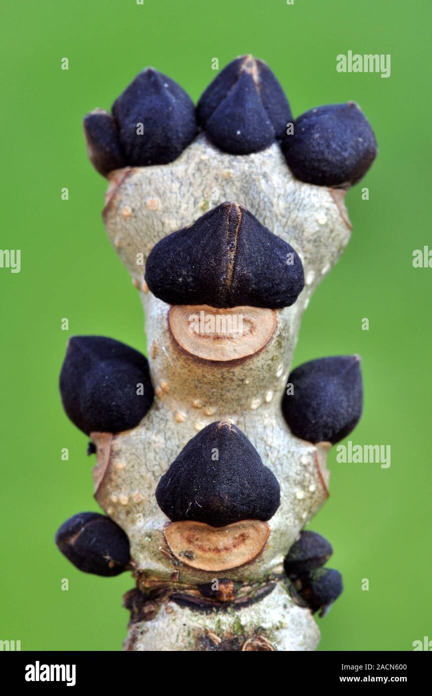 Buds on an Ash (Fraxinus excelsior) tree in January. Photographed in ...