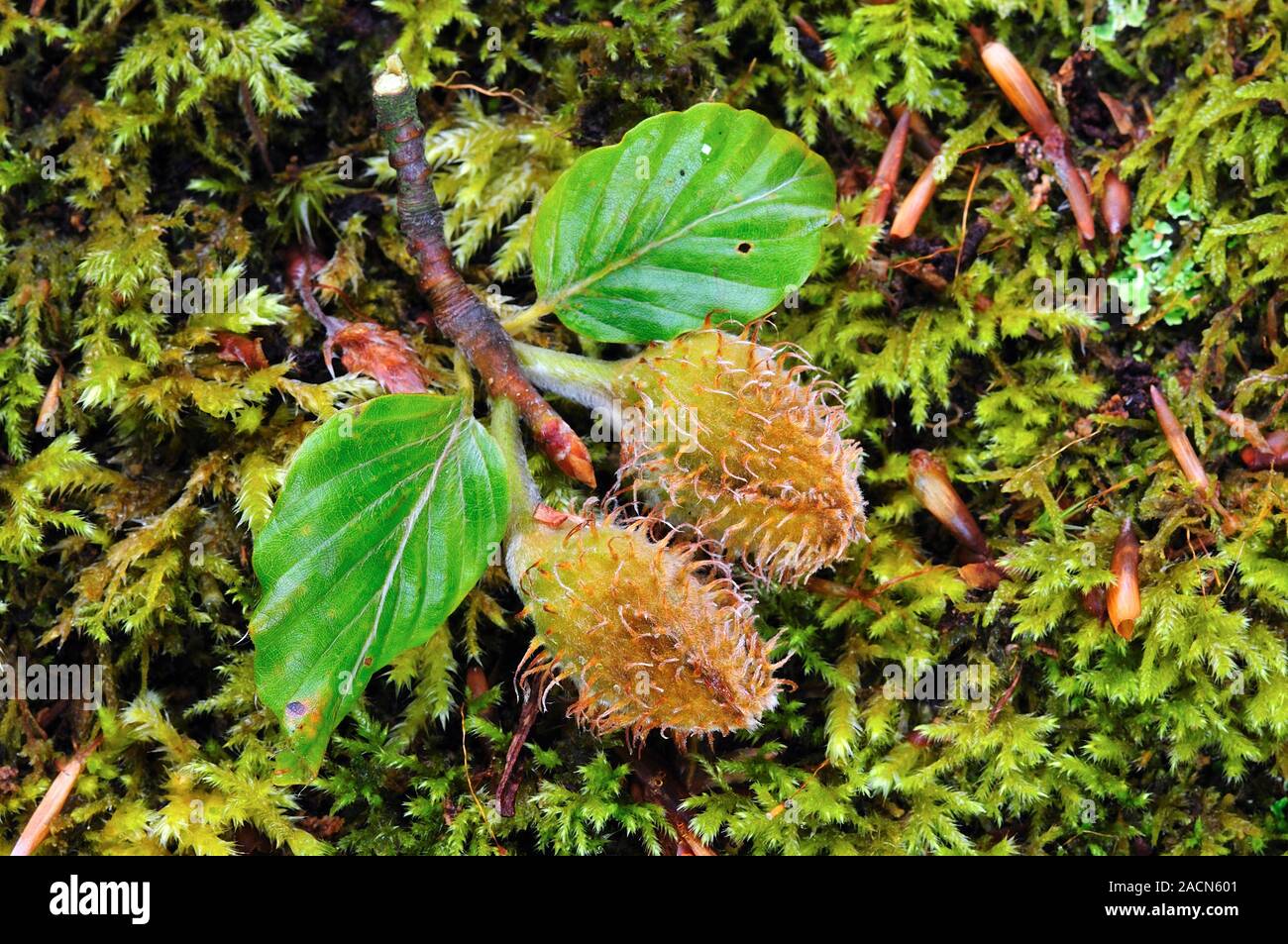 Fallen Beech nuts (Fagus sylvatica) in September. Photographed in the ...