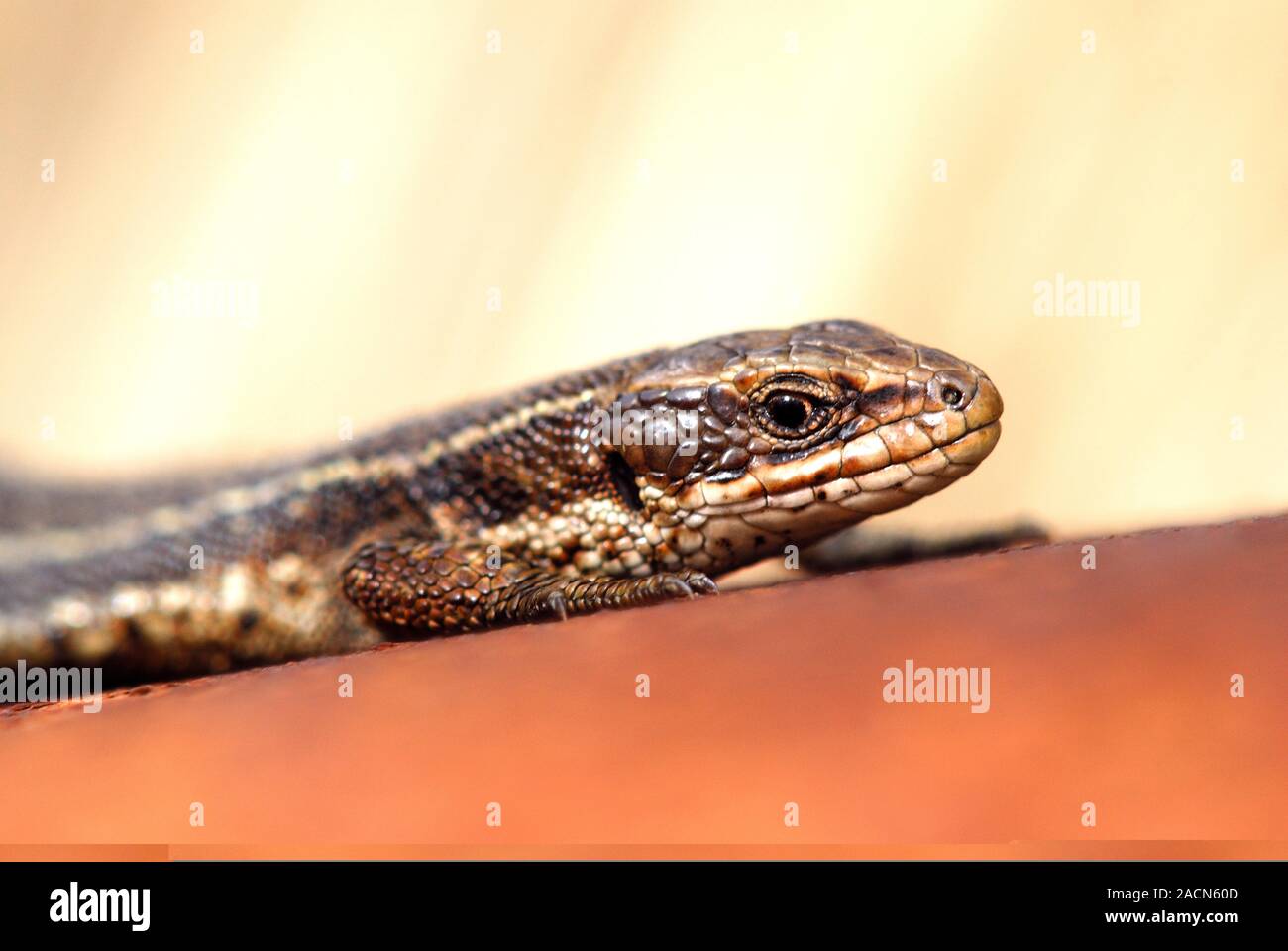 Common Lizard (Lacerta vivipara) basking in spring. Photographed in ...