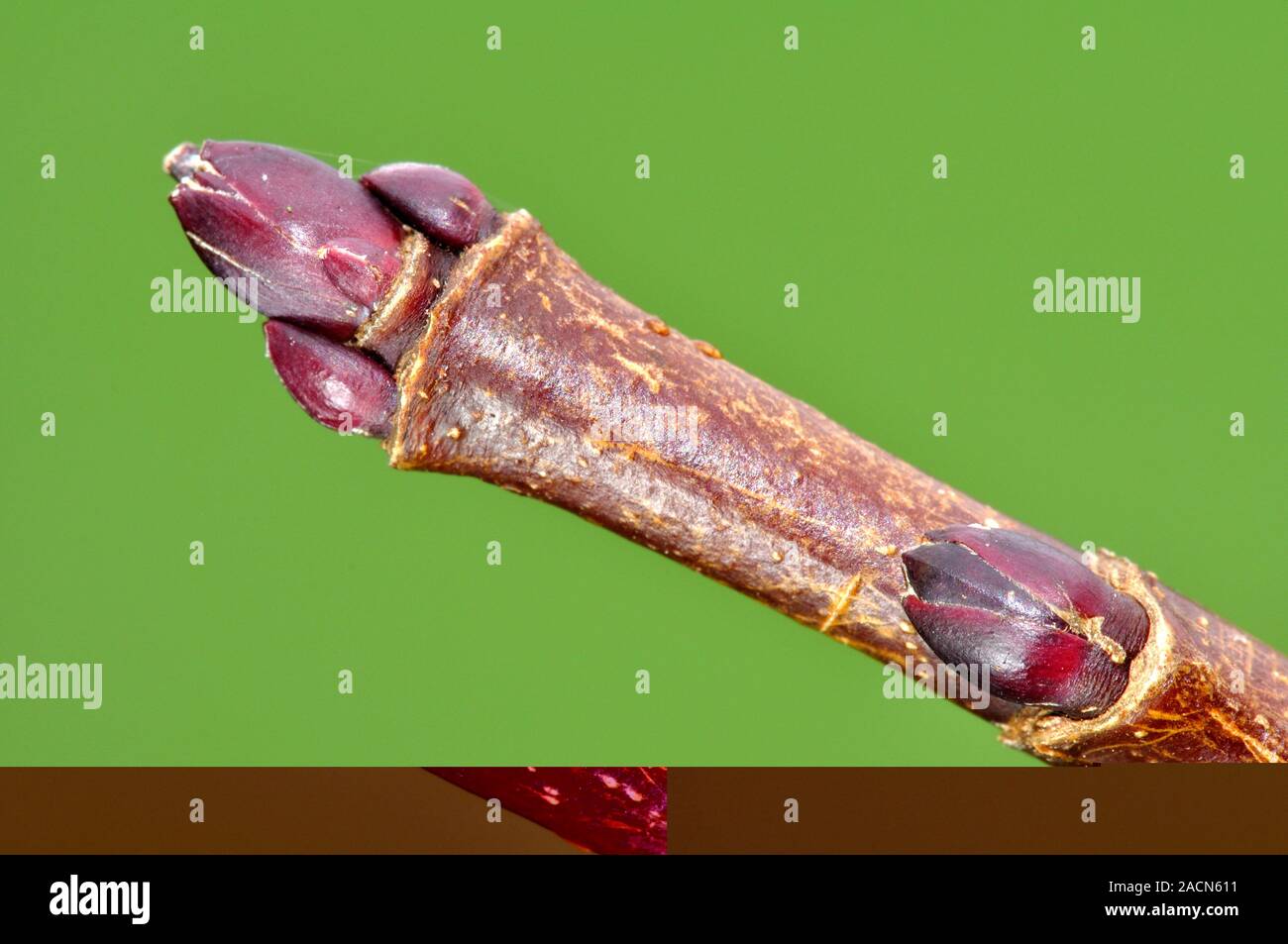 Norway Maple (Acer platanoides) buds in January. Photographed in Dorset ...