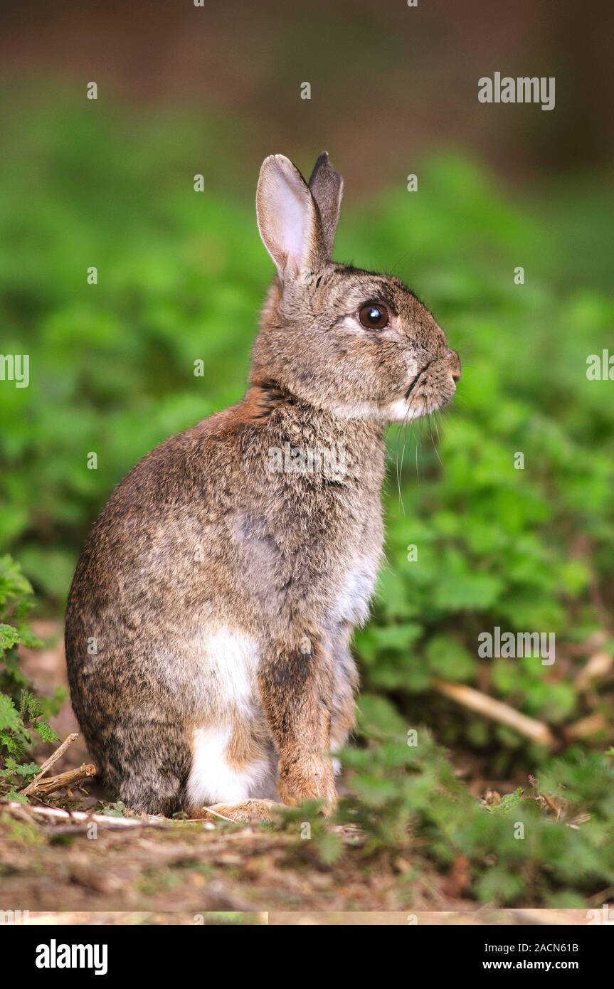 Adult rabbit (Oryctolagus cuniculus) in an alert posture. Photographed ...