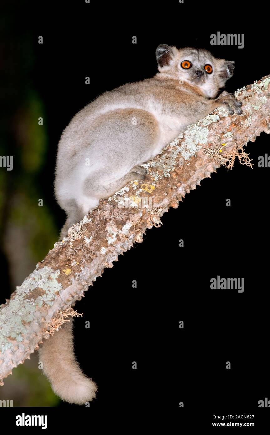 White-footed sportive lemur (Lepilemur leucopus) in a tree. All lemurs ...
