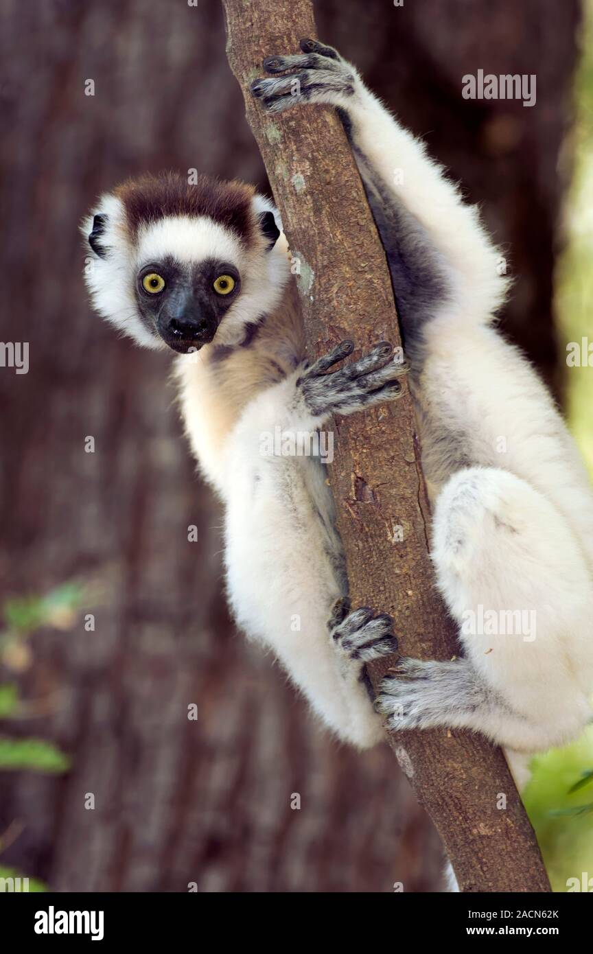 Verreaux's sifaka (Propithecus verreauxi) in a tree. All lemurs are ...