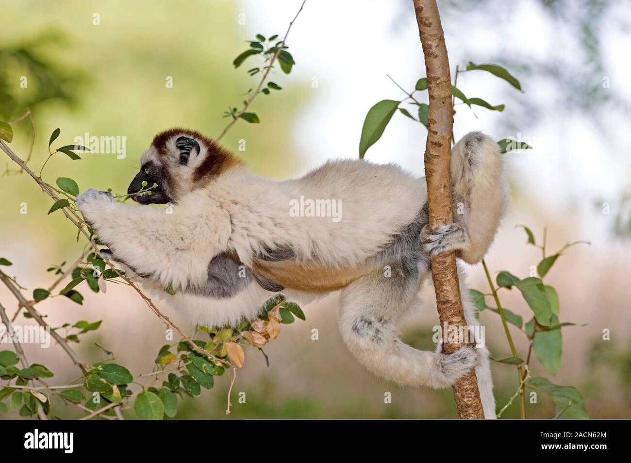 Verreaux's sifaka (Propithecus verreauxi) in a tree. All lemurs are ...