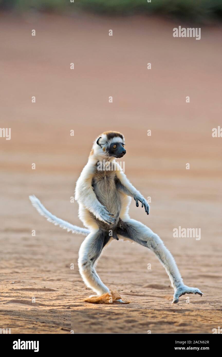 Verreaux's sifaka (Propithecus verreauxi) male on the ground. All ...
