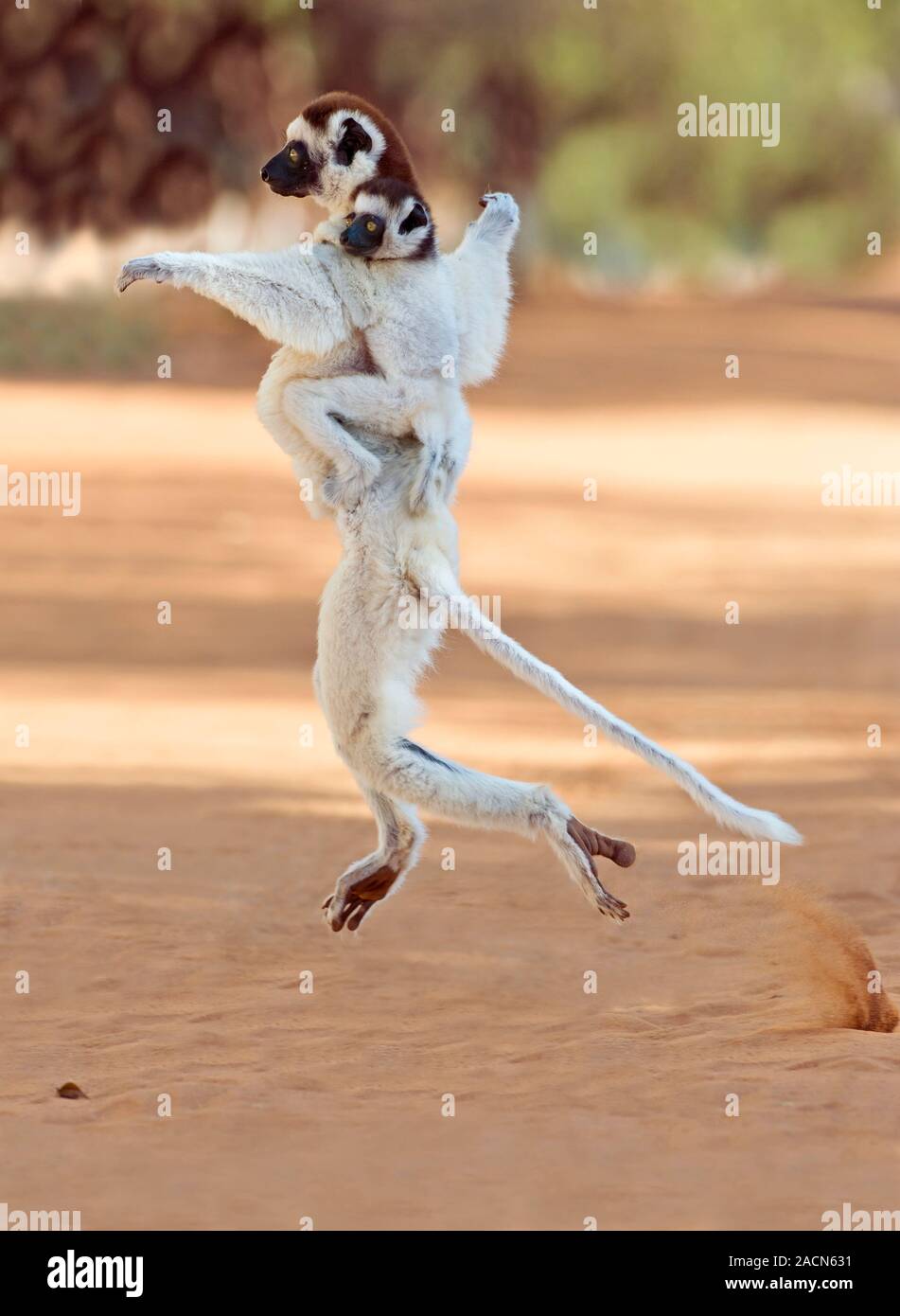Verreaux's sifaka (Propithecus verreauxi) mother and baby on the ground ...