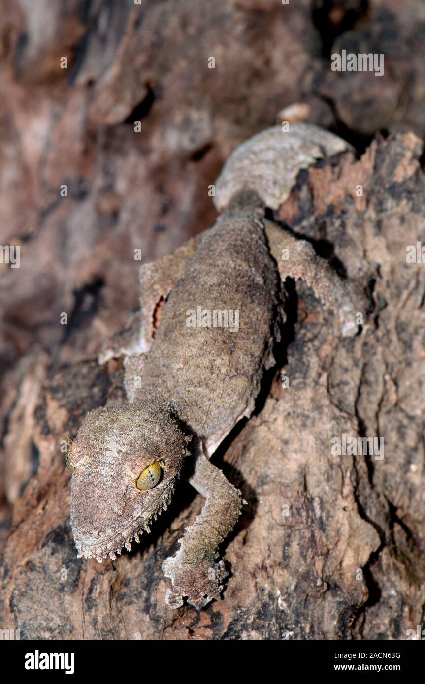 Giant leaf-tailed gecko (Uroplatus fimbriatus) camouflaged on a tree ...