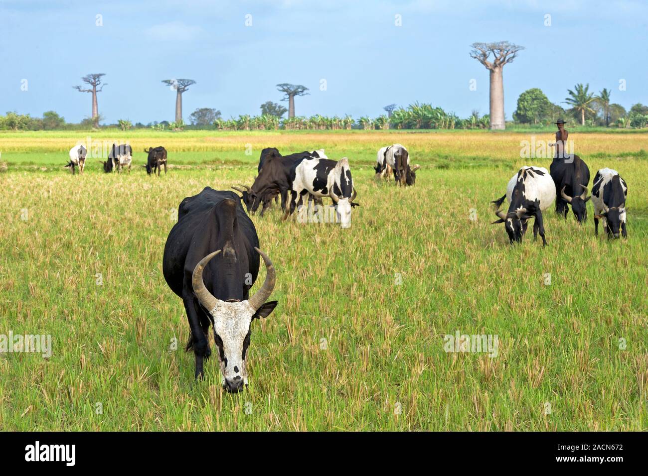 Madagascan farming. Zebu cattle grazing in a field, with baobabs on the ...