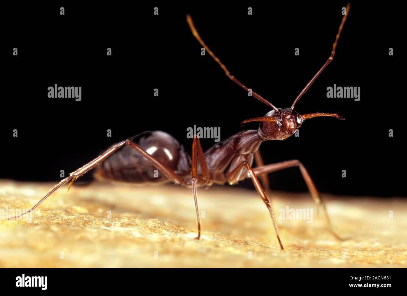Trap-jaw ant. Close-up of a trap-jaw ant (Odontomachus bauri), showing ...