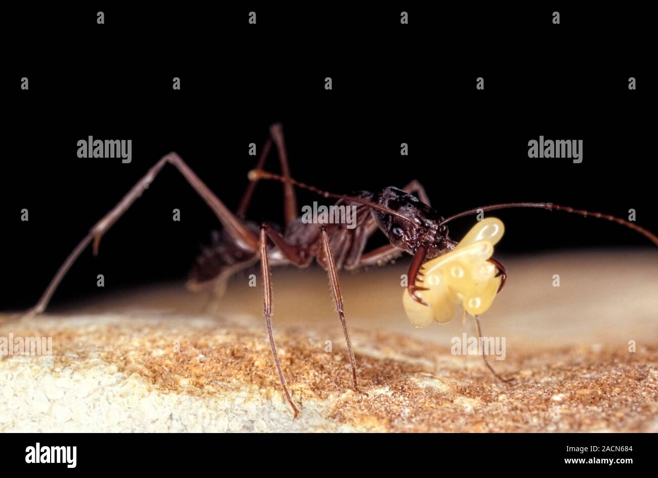 Trap-jaw ant carrying eggs. Close-up of a trap-jaw ant (Odontomachus ...