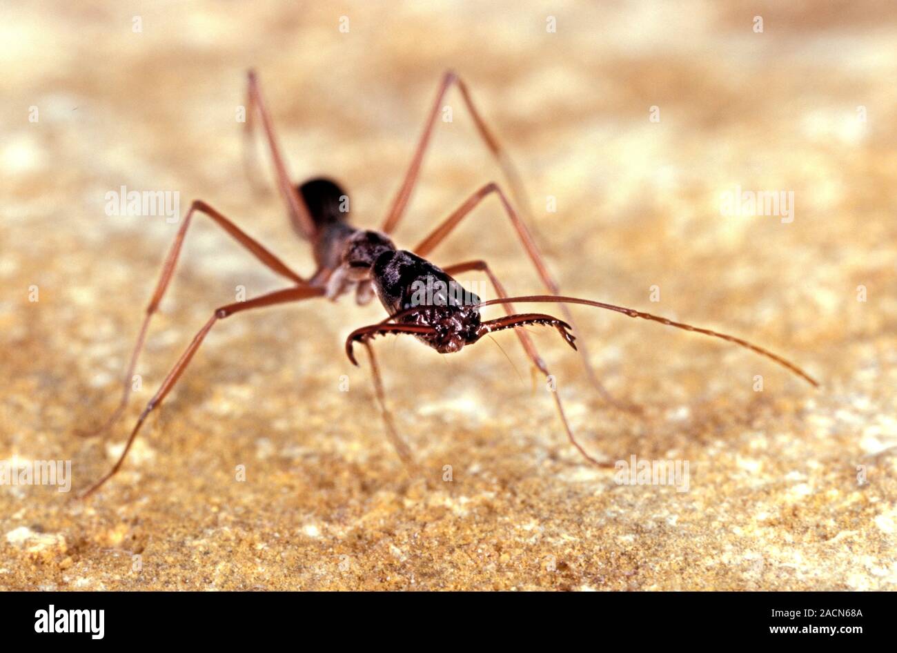 Trap-jaw ant. Close-up of a trap-jaw ant (Odontomachus bauri), showing ...