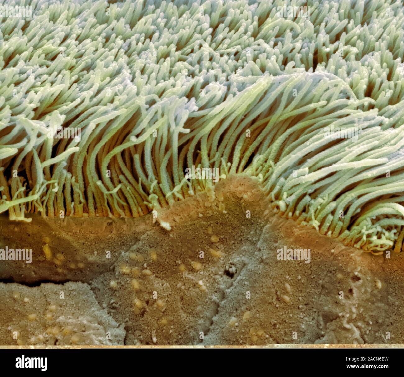 Trachea lining. Coloured scanning electron micrograph (SEM) of a ...
