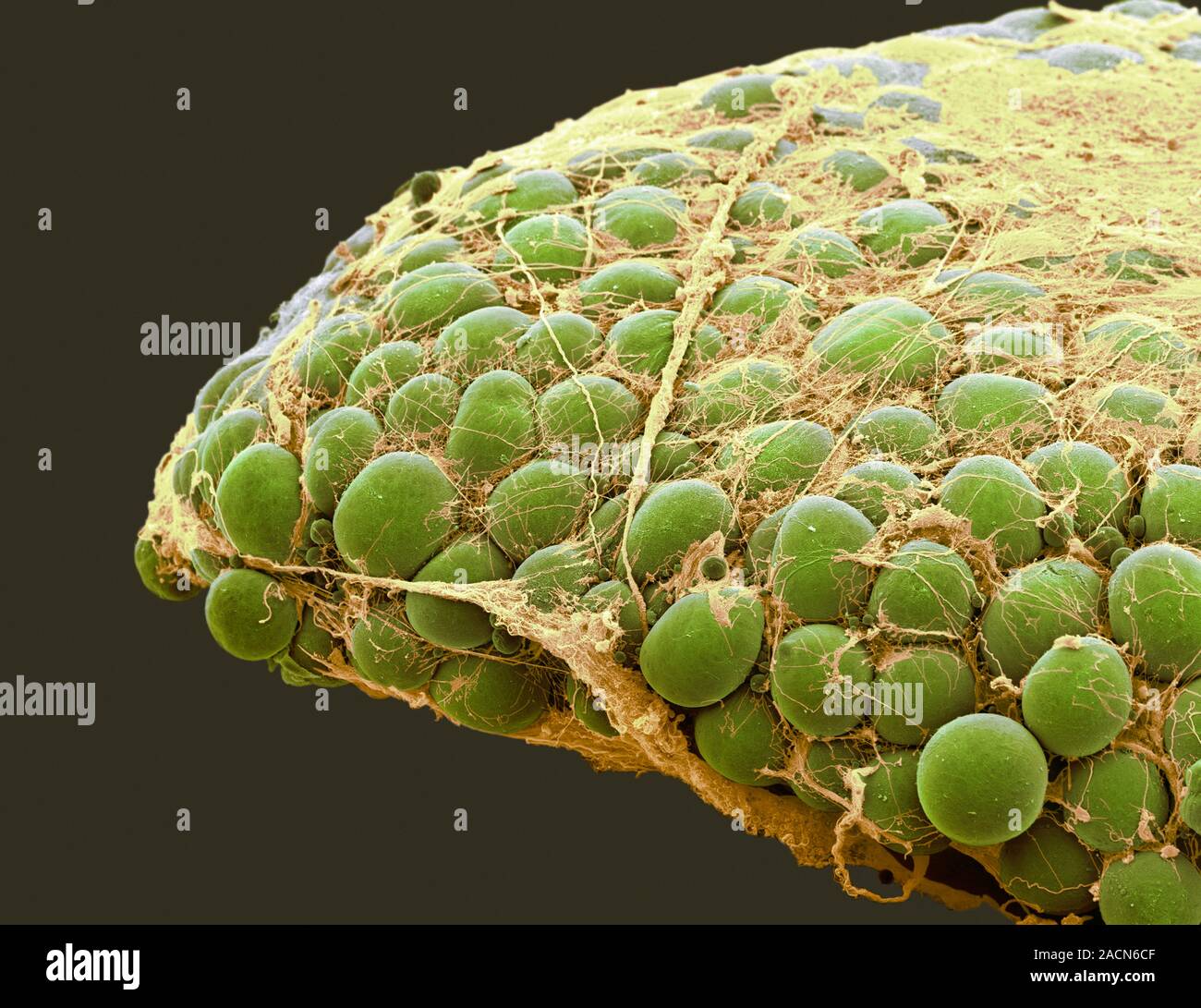 Fat tissue. Coloured scanning electron micrograph (SEM) of a sample of ...