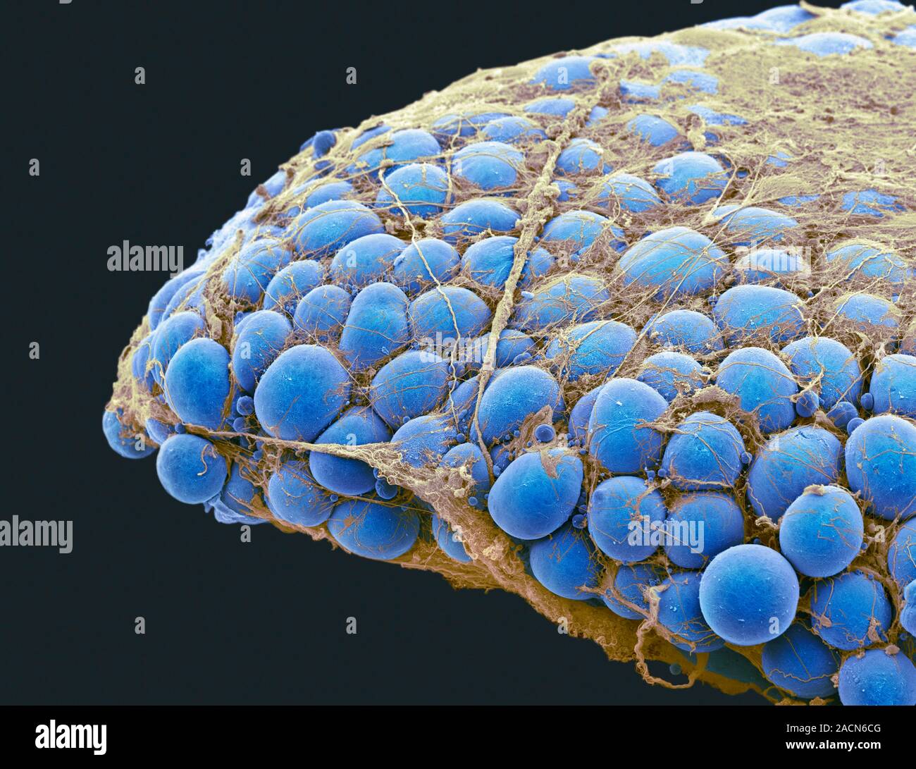 Fat tissue. Coloured scanning electron micrograph (SEM) of a sample of ...