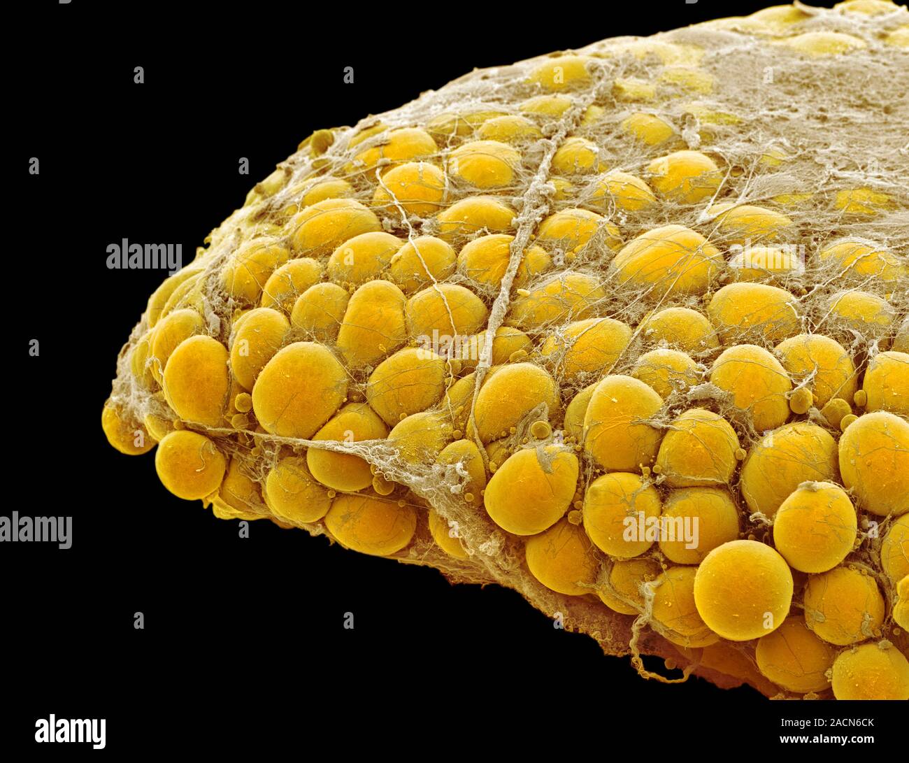Fat tissue. Coloured scanning electron micrograph (SEM) of a sample of ...