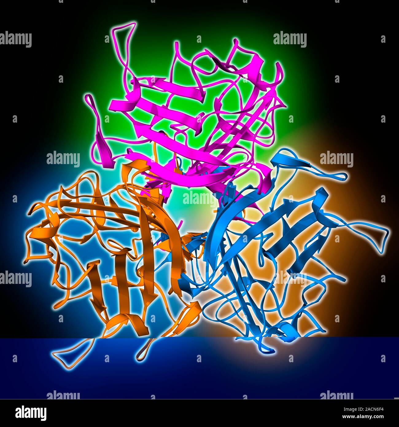 Adenovirus fibre shaft protein, molecular model showing secondary ...
