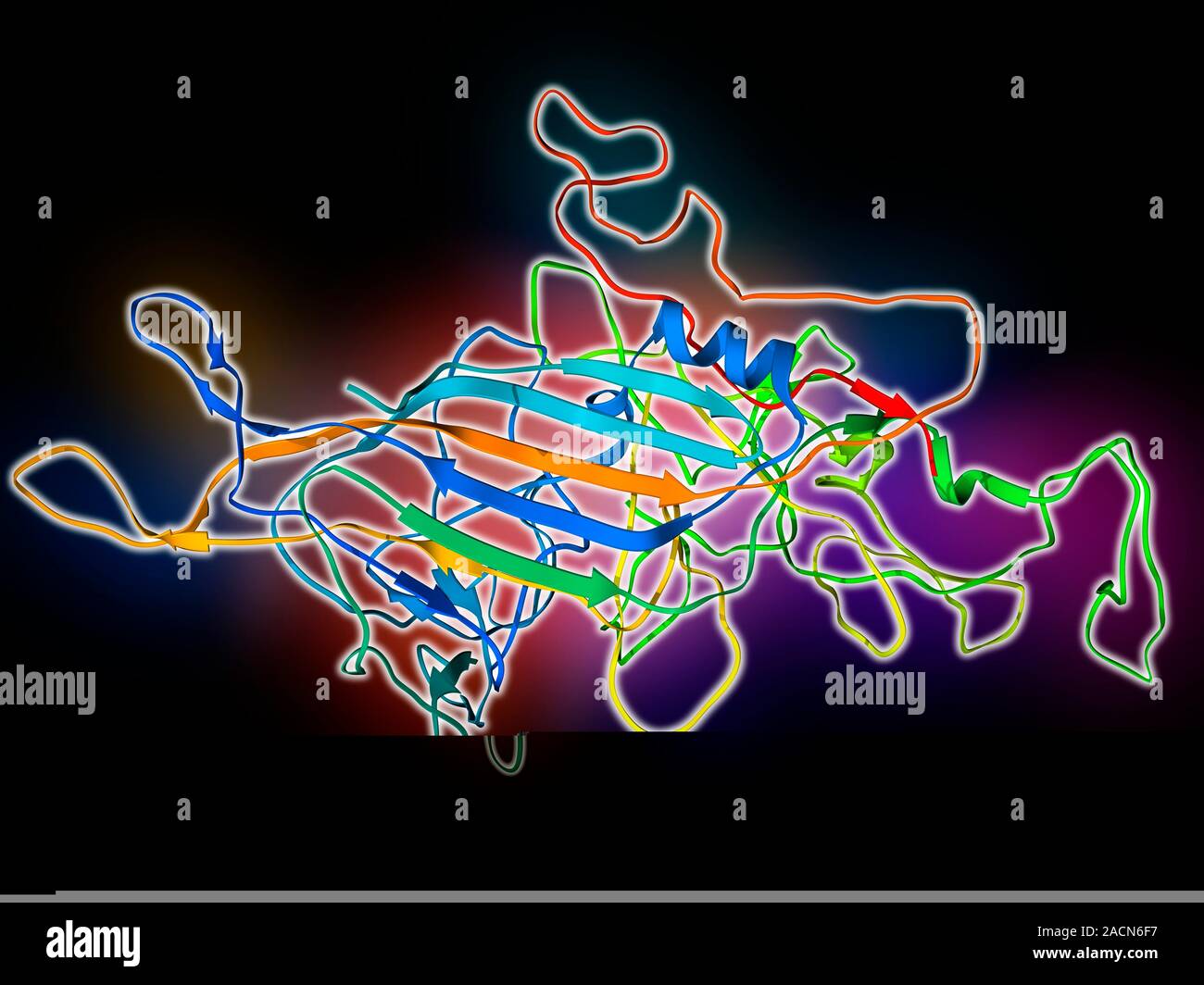 B19 parvovirus capsid protein, molecular model showing secondary ...