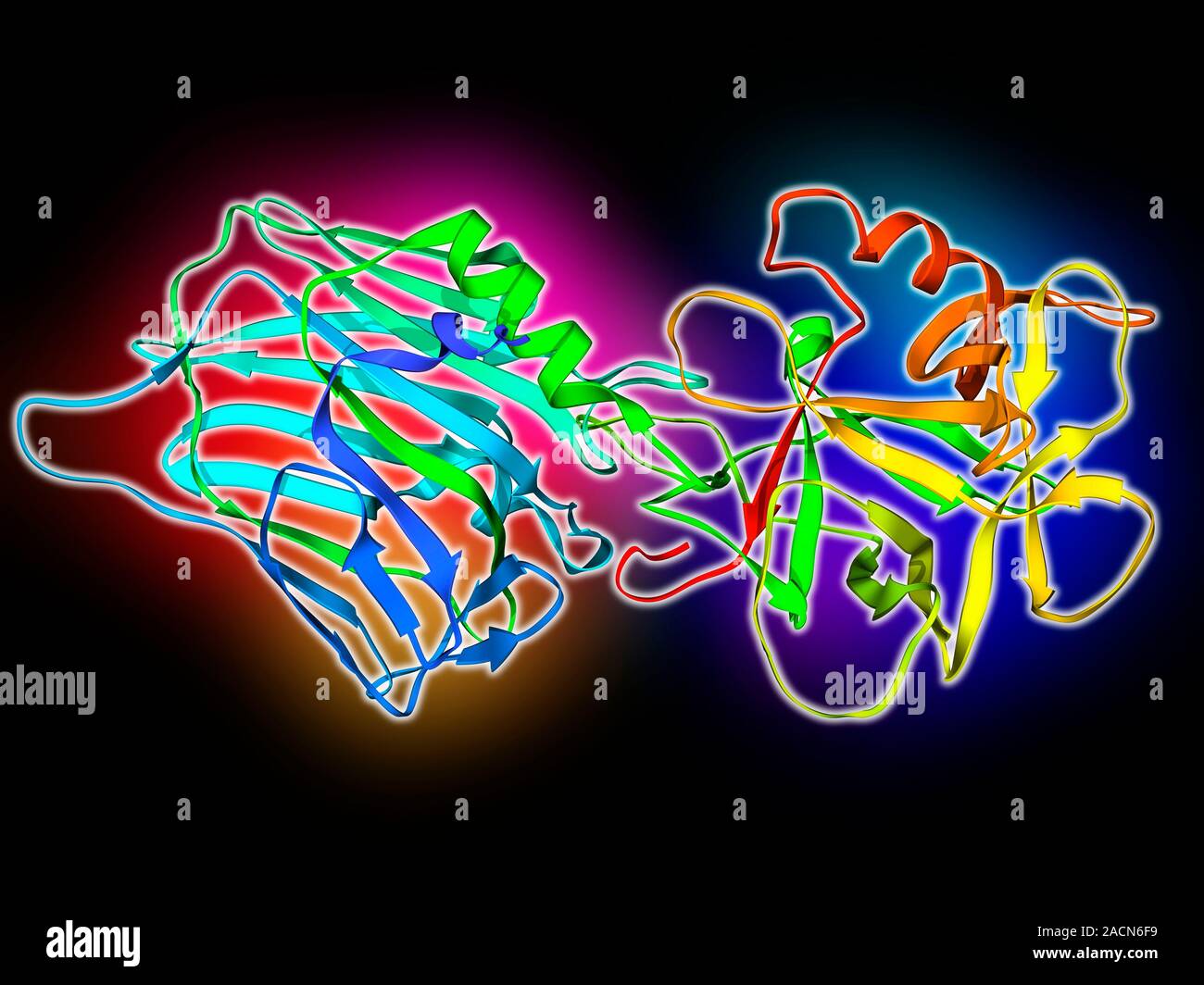 Clostridium botulinum toxin fragment, molecular model showing secondary ...