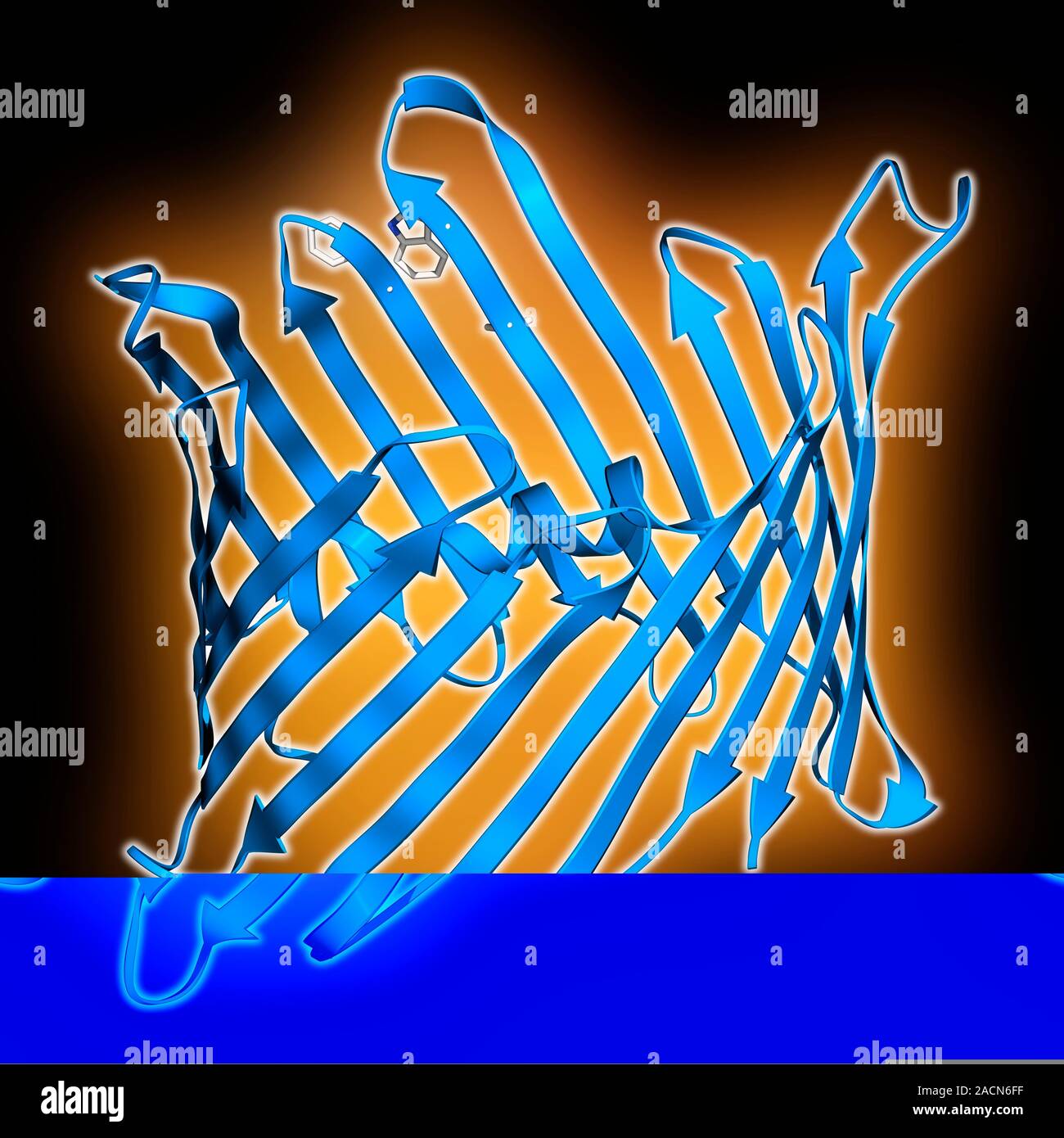 Mouse VDAC1 membrane channel protein, molecular model showing secondary ...
