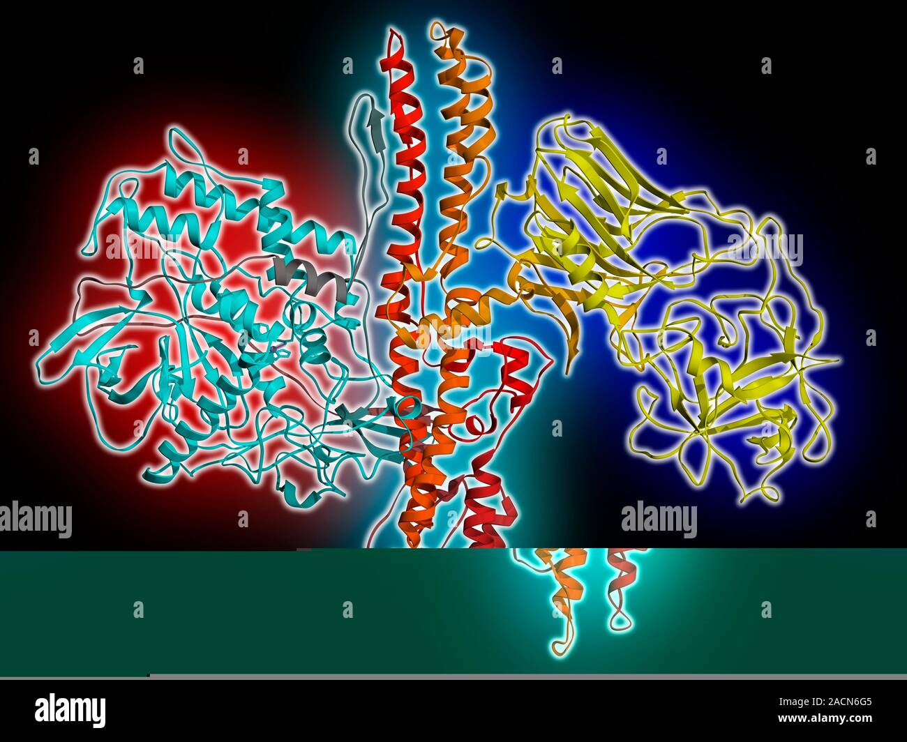 Clostridium botulinum neurotoxin, molecular model showing secondary ...