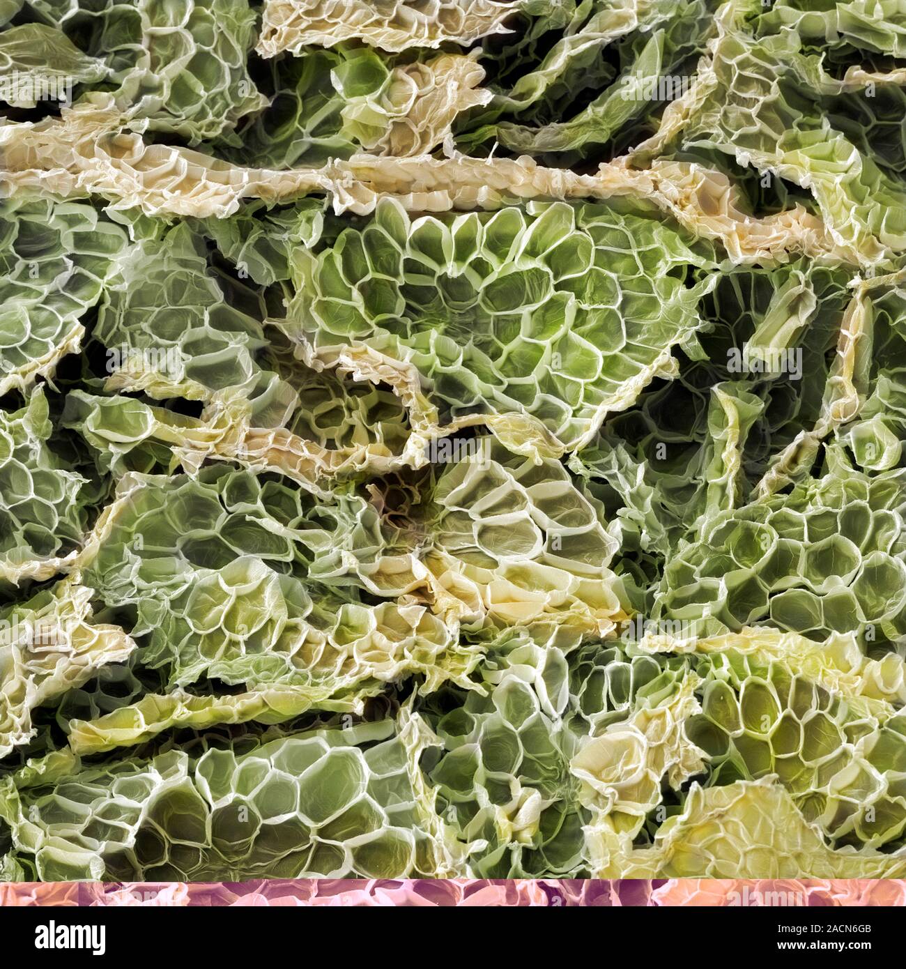 Pineapple leaf surface detail. Coloured scanning electron micrograph of ...
