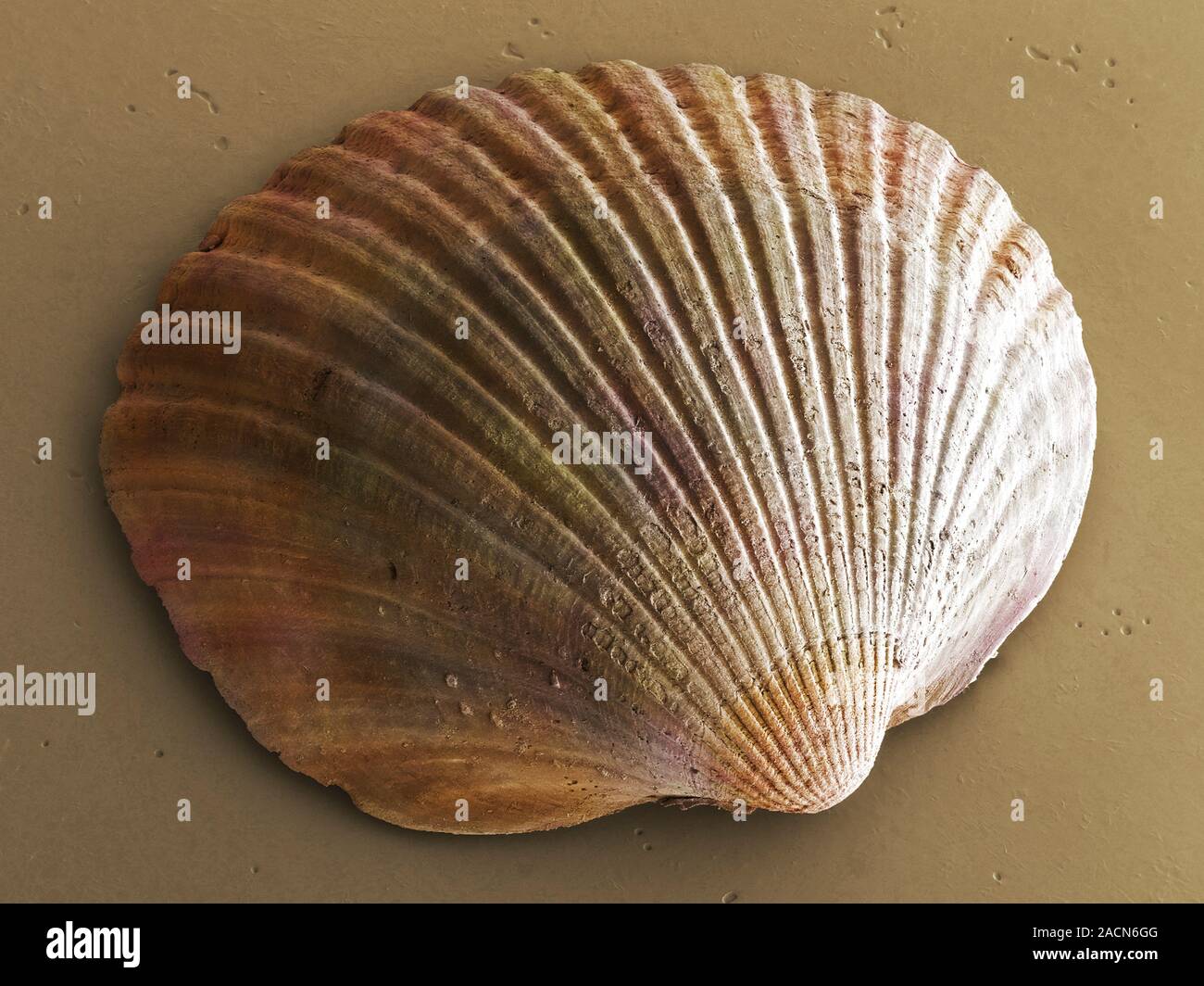 Common cockle shell, scanning electron micrograph (SEM). The cockle ...