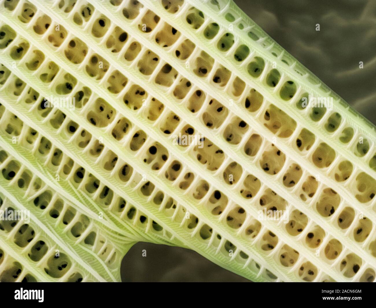 Indian Moon Moth scale detail. Scanning electron micrograph of part of ...