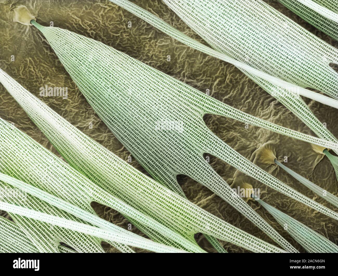 Indian Moon Moth scales. Scanning electron micrograph of the wing ...