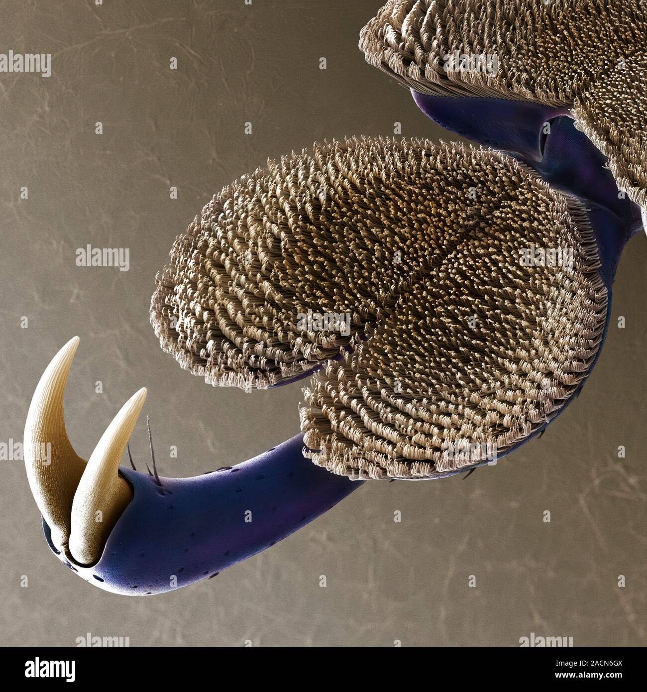 Detail of a beetle foot. Coloured scanning electron micrograph of the ...