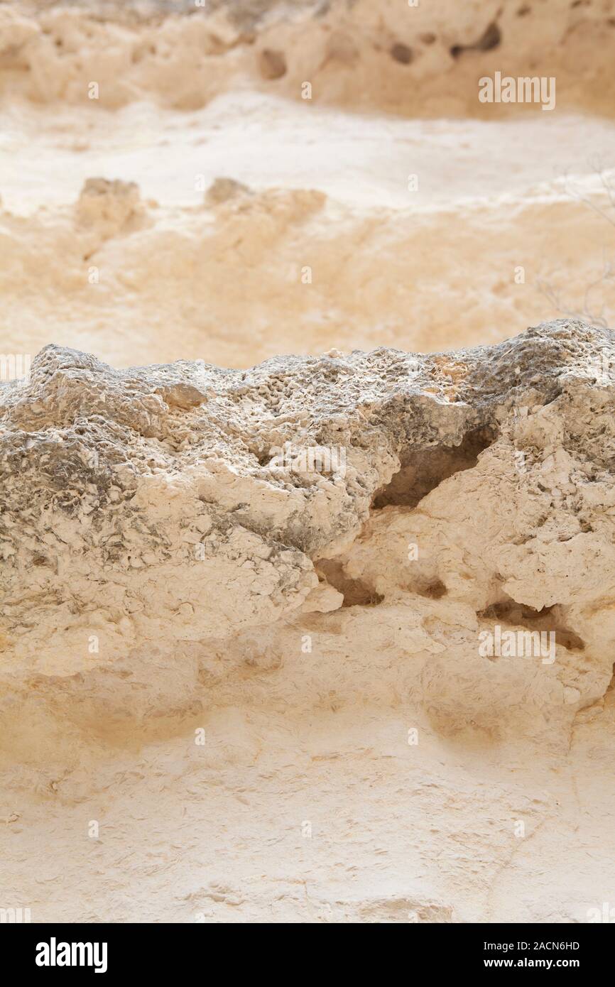 Coarsa shelly beds in fine grain limestone. Photographed in Cape Range ...
