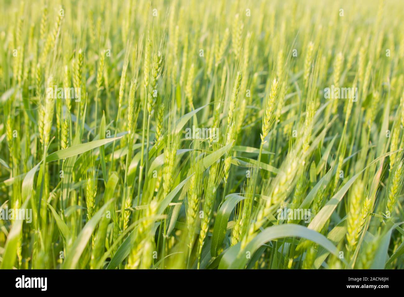 Green wheat field in Japan Stock Photo - Alamy