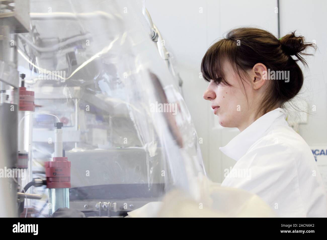 Microbiology laboratory. Microbiologist working on the production of ...