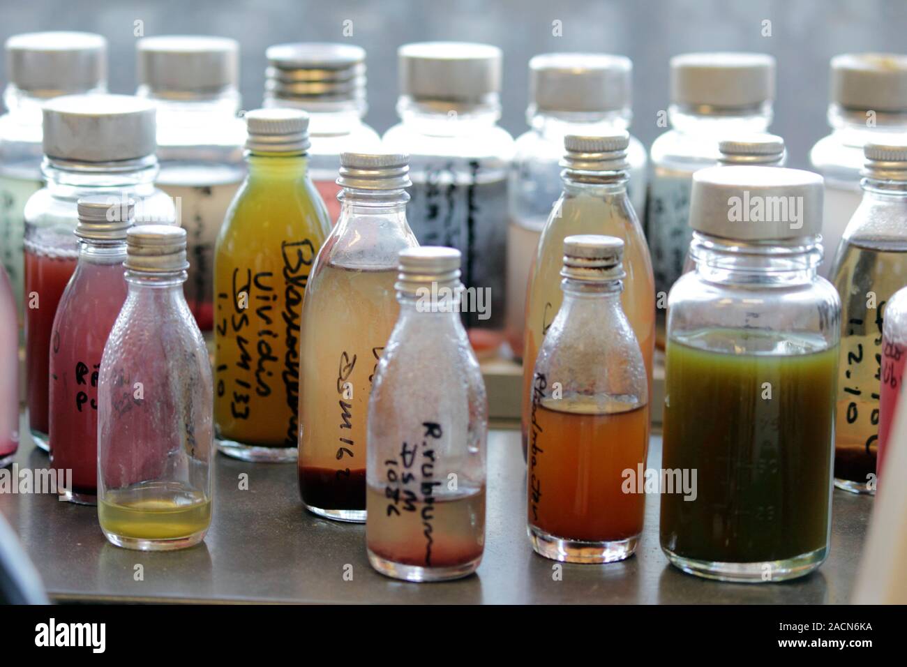 Microbiology laboratory. Collection of glass bottles containing ...