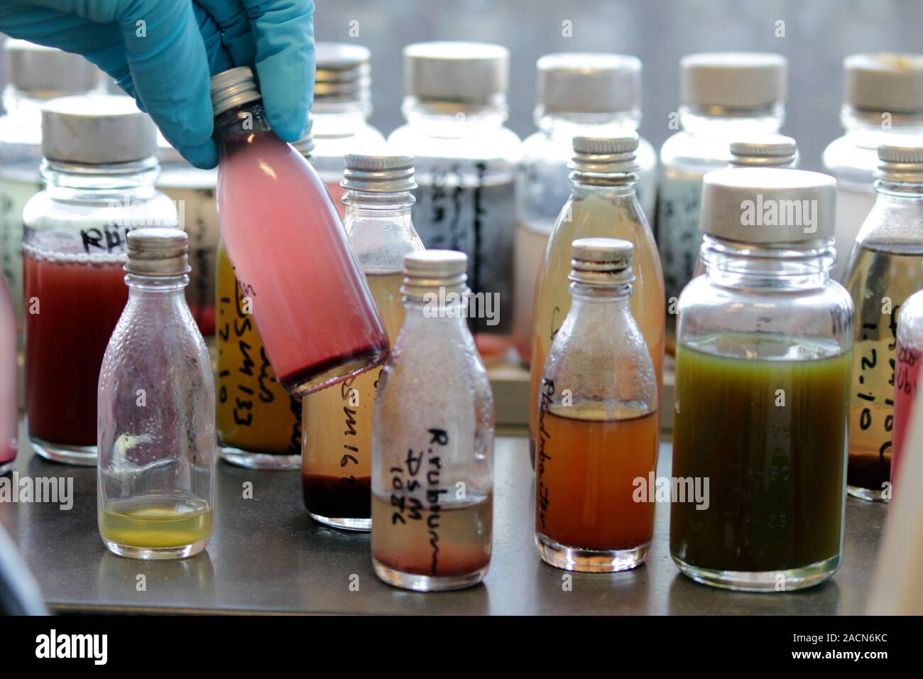Microbiology laboratory. Collection of glass bottles containing ...