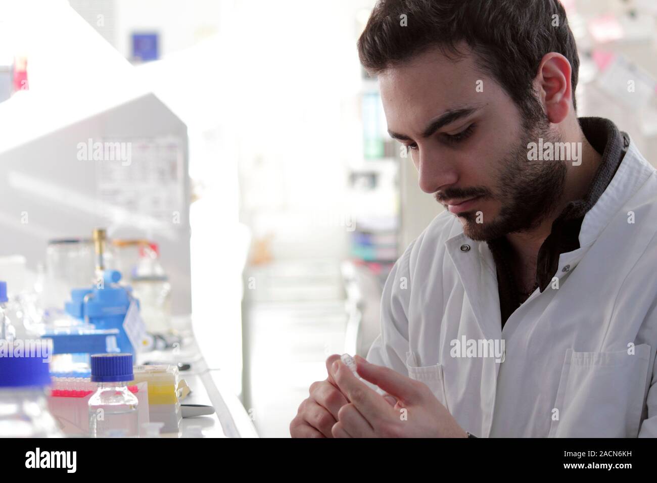 Microbiology laboratory. Microbiologist working on the production of ...