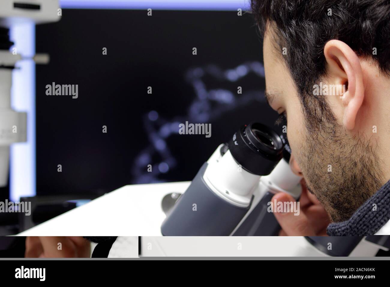 Microbiology laboratory. Microbiologist studying a sample under a ...