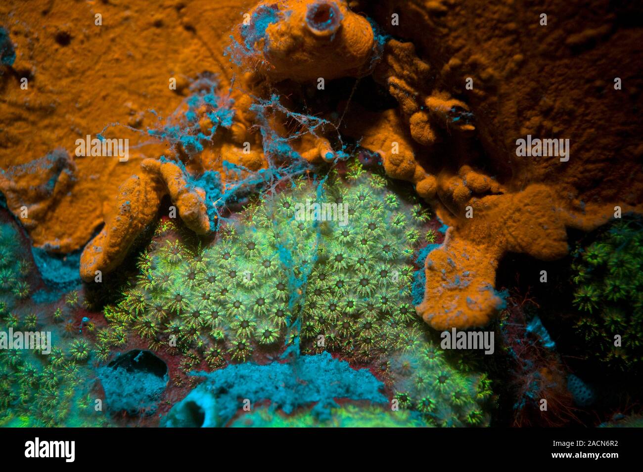 Underwater fluorescence. Stony coral (green yellow), sponges (orange ...