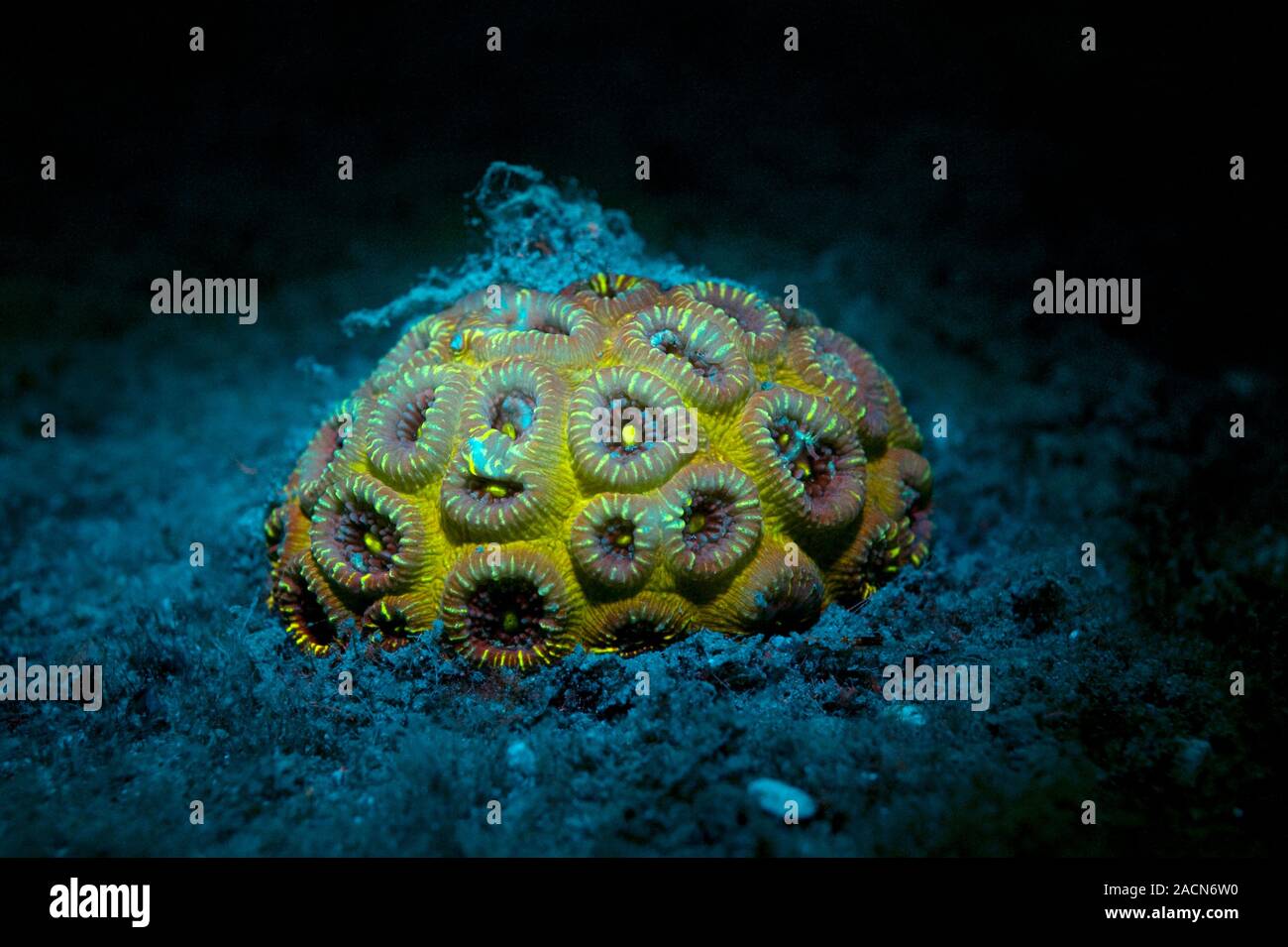 Fluorescent coral. Stony coral (Favia sp.) photographed at night using ...