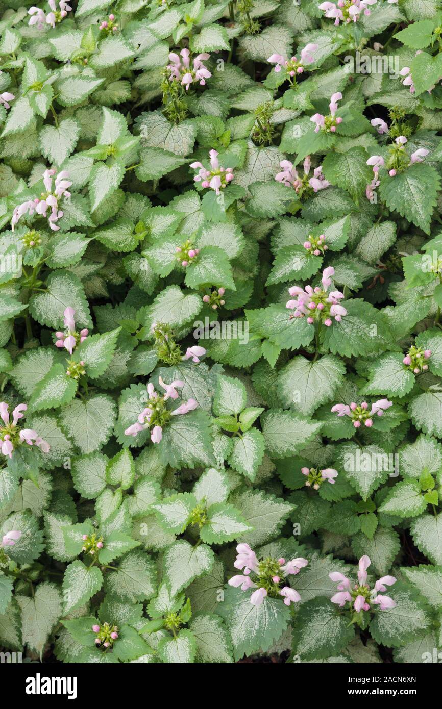 Lamium maculatum 'Pink Chablis' Stock Photo - Alamy