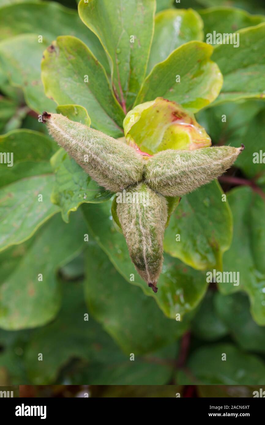 Paeonia mascula subsp. triternata Stock Photo - Alamy
