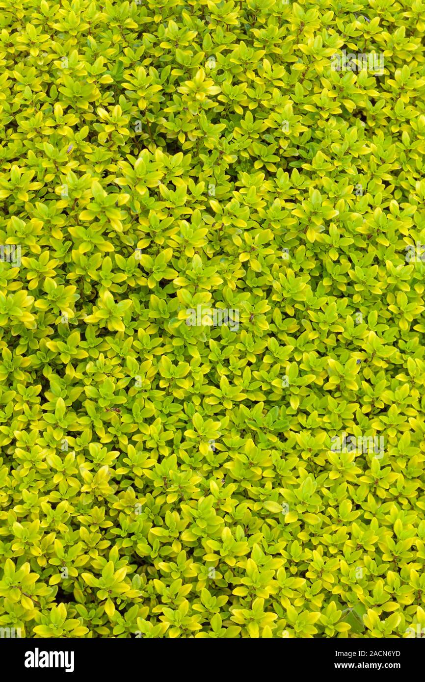 Thymus pulegioides 'Archer's Gold' syn. Thymus citriodorus 'Archer's ... Thymus pulegioides 'Archer's Gold' syn. Thymus citriodorus 'Archer's ...