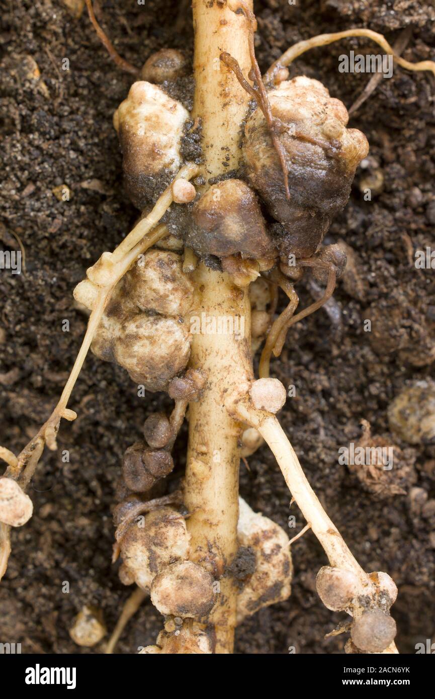 Nitrogen-fixing nodules on roots of a tree lupin, Lupinus arboreus ...