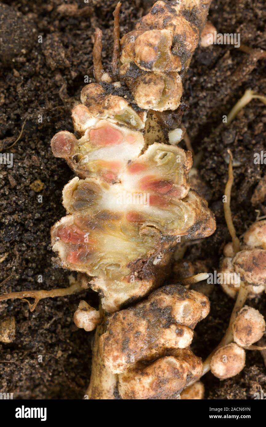 Nitrogen-fixing nodules on roots of a tree lupin, Lupinus arboreus ...