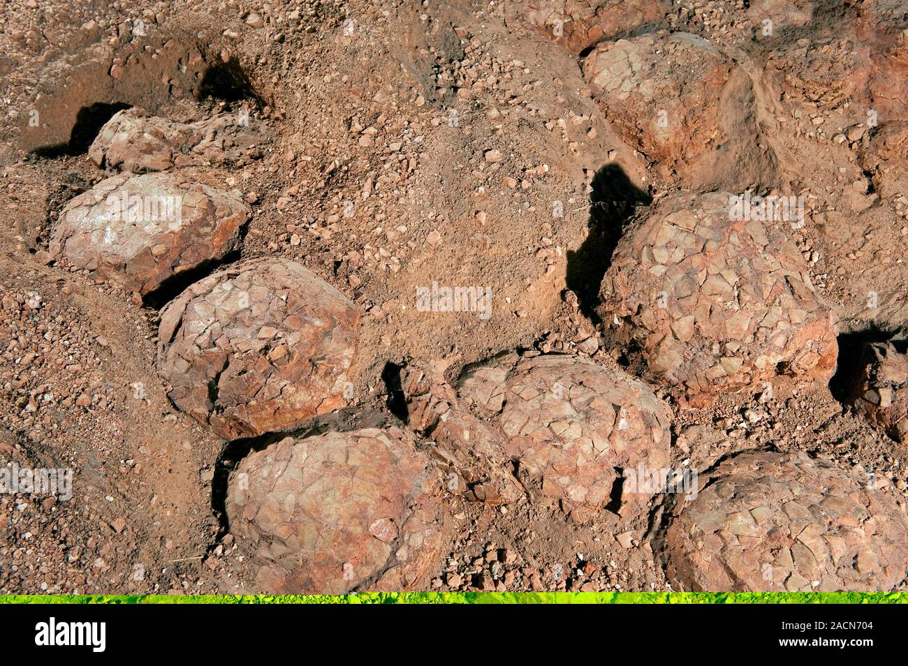Dinosaur egg fossils. Fossils appear as rock slowly forms around ...